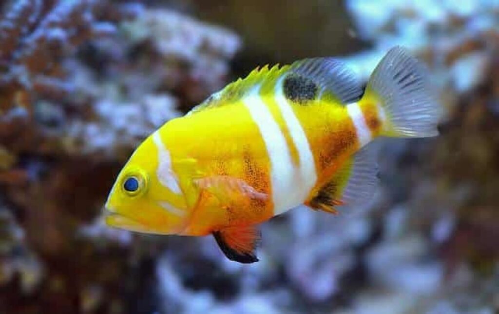 Top 7 Most Expensive Fish in the World - Expensive World